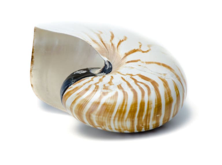 115 Nautilus Shell Purple Stock Photos - Free & Royalty-Free Stock ...