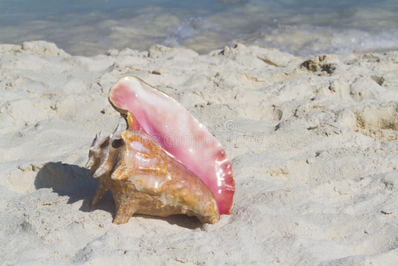 Large sea shell stock image. Image of aqua, water, tropical - 30753623