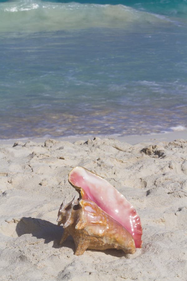 Large sea shell stock image. Image of tropical, vacation - 30753637