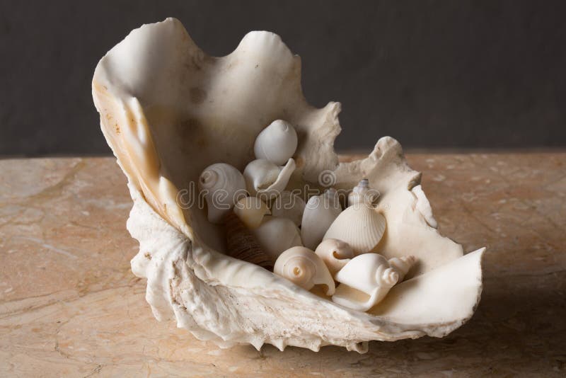 Large Sea Shell Filled with Snails on Marble Table Top Stock Image ...