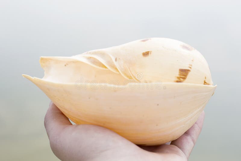 Large sea shell stock photo. Image of copy, large, natural - 114459524