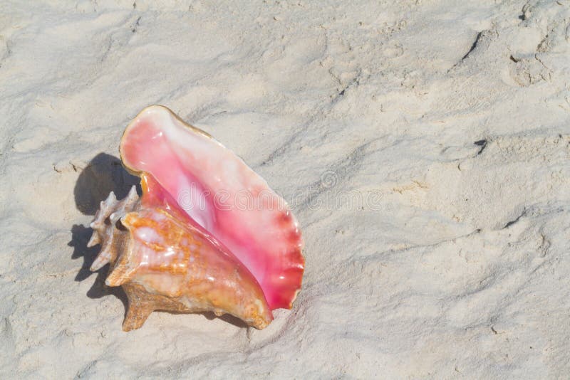 Large sea shell stock image. Image of vacation, shoreline - 290345397