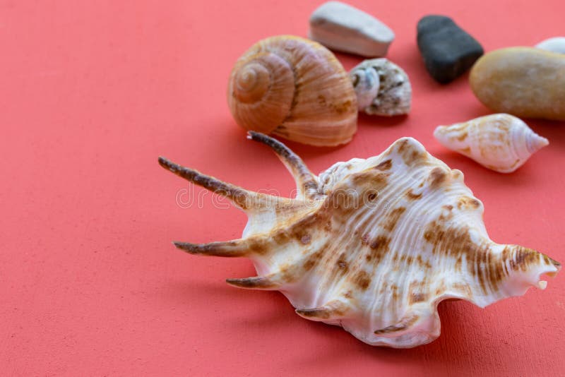 Large Sea Shell and Small Shells of Light and Brown Color on a Coral ...