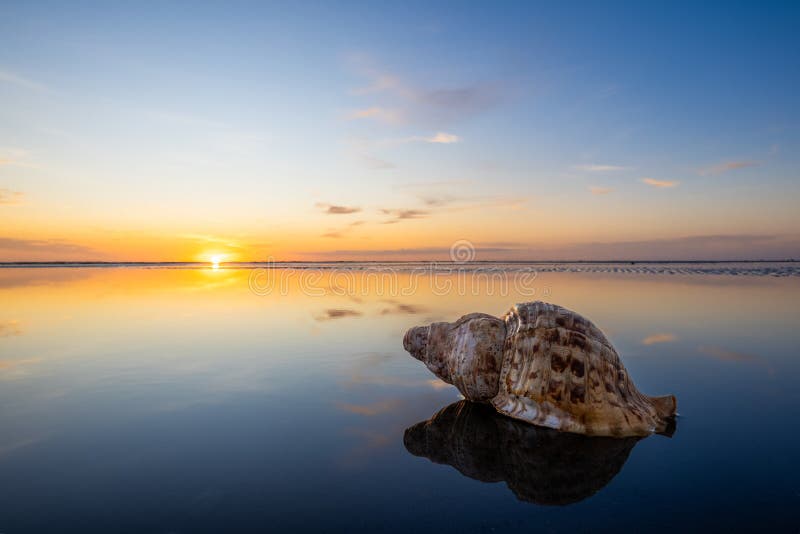Large Sea Shell Sunset Reflection Stock Image - Image of flat ...