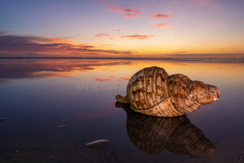 Large Sea Shell Sunset stock photo. Image of water, foreground - 287117002