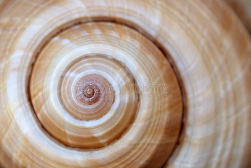 Large Sea Shell Swirl,background Stock Photo - Image of reflection ...