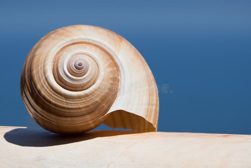 Large Sea Shell Swirl on a White Wall Stock Image - Image of nature ...