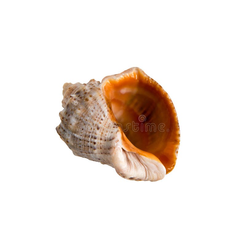 Large Sea Shell on a White Isolated Background. Stock Photo - Image of ...
