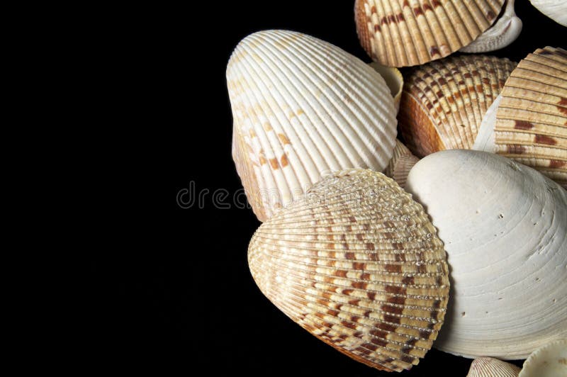 Large Sea Shells on Black Background Stock Image - Image of small ...