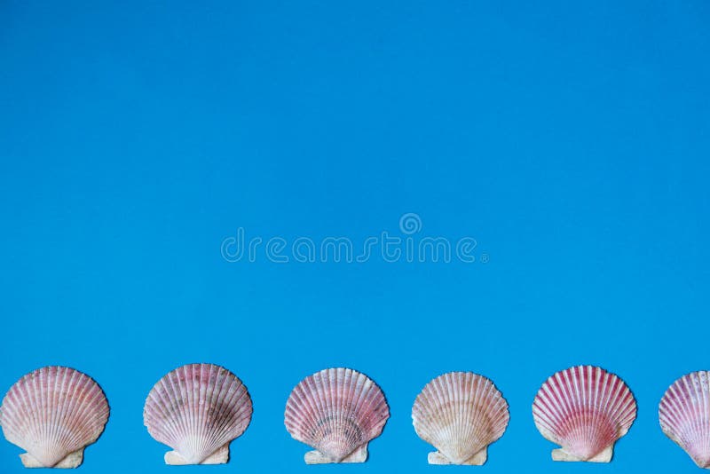 Large Sea Shells on Blue Background Stock Image - Image of panorama ...