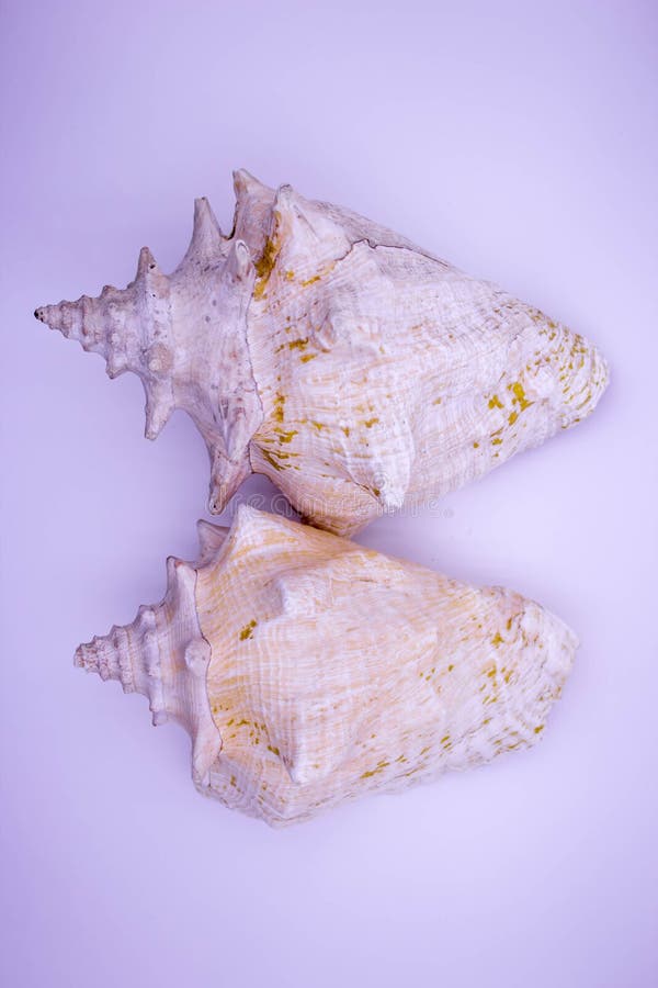 Large Sea Shells on a White Background Stock Photo - Image of shells ...