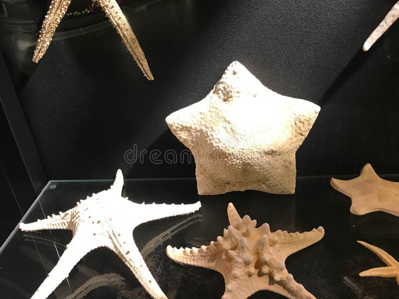 Large Sea Shells on a White Shelf. Shells Border Background Image Stock ...