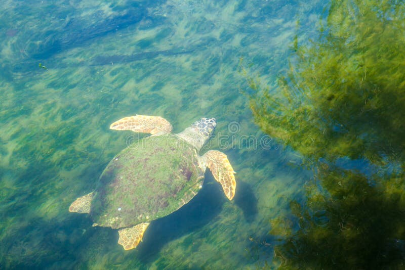 A Turtle in the Mediterranean Stock Image - Image of aegean ...