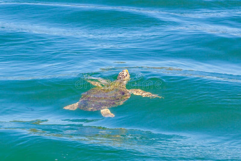 A Turtle in the Mediterranean Stock Image - Image of aegean ...