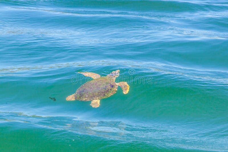 A Turtle in the Mediterranean Stock Image - Image of mediterranean ...