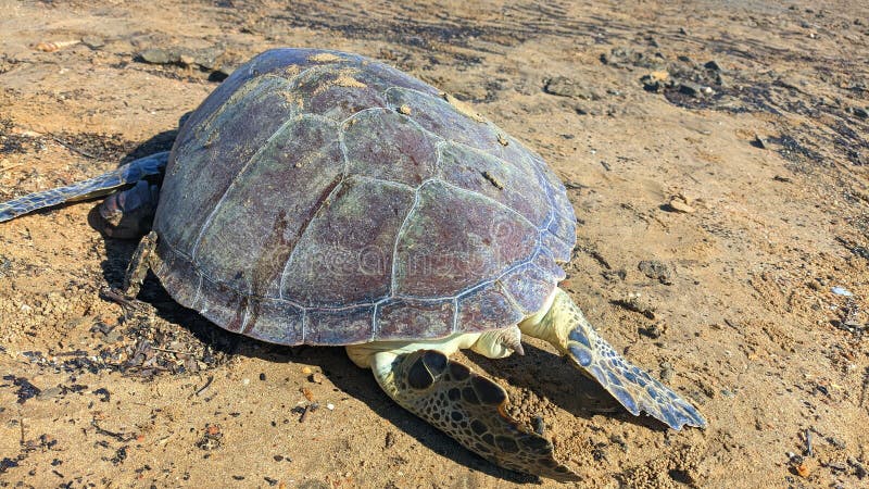 A Large Sea Turtle Lies Lifeless on a Beach, Its Shell Covered in ...