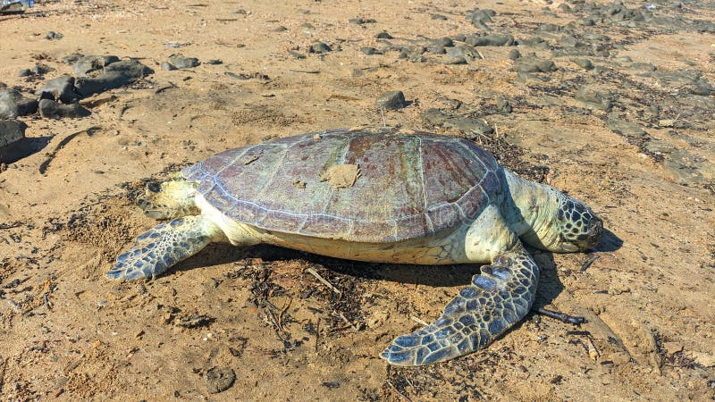 A Large Sea Turtle Lies Lifeless on a Beach, Its Shell Covered in ...