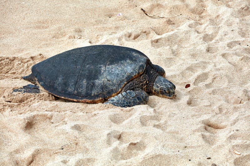 Sea turtle on sandy beach stock photo. Image of indicate - 369531544