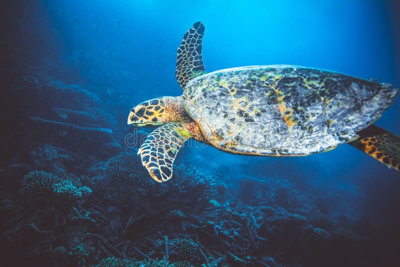 Large Sea Turtle Swimming in Indian Ocean Stock Image - Image of ...