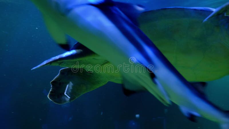 A Large Sea Turtle Swims with a Shark in the Aquarium Stock Footage ...