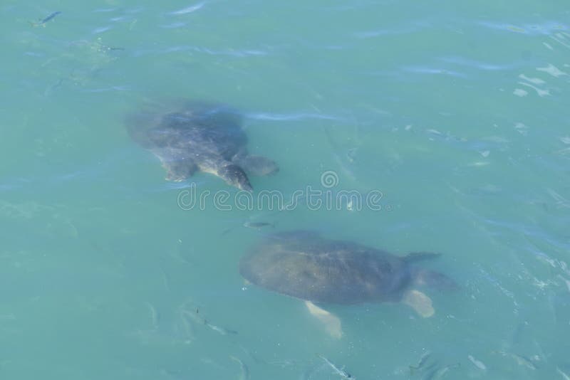 Large Sea Turtles in Troubled Waters. Sea Animals Turtles in Sea Stock ...