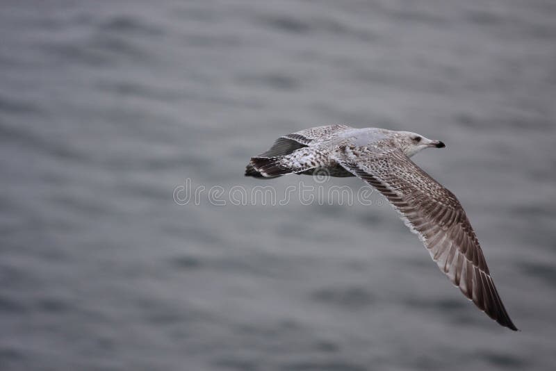 Large seagull stock image. Image of bird, action, heaven - 12666383