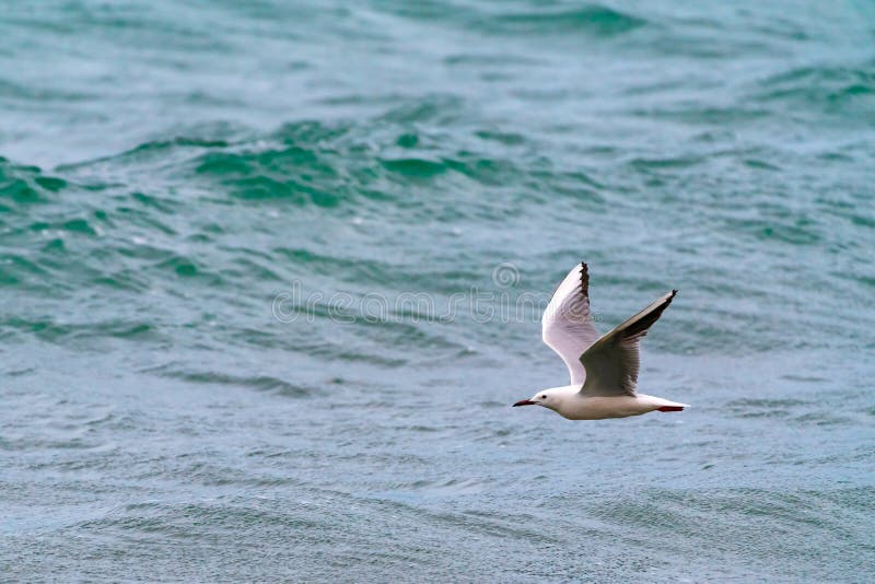 Large Seagull Bird in Flight Stock Photo - Image of freedom, outdoor ...