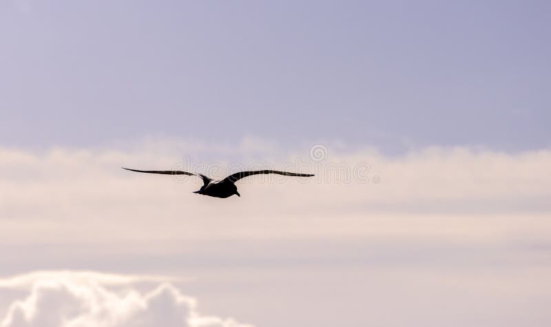 Large Seagull Bird stock image. Image of seabird, wingbeat - 301559487