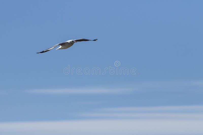 Seagull Gliding in the Wind Stock Image - Image of flight, horizontal ...