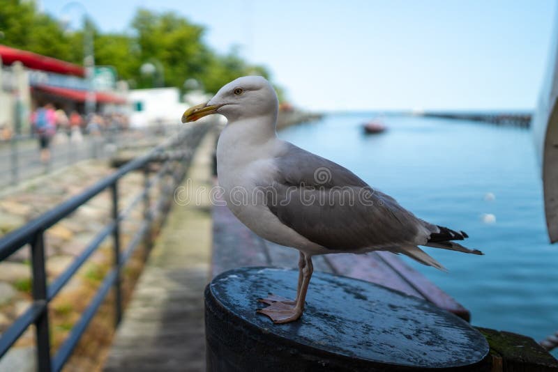 A large seagull stock photo. Image of wildlife, seaside - 163341306