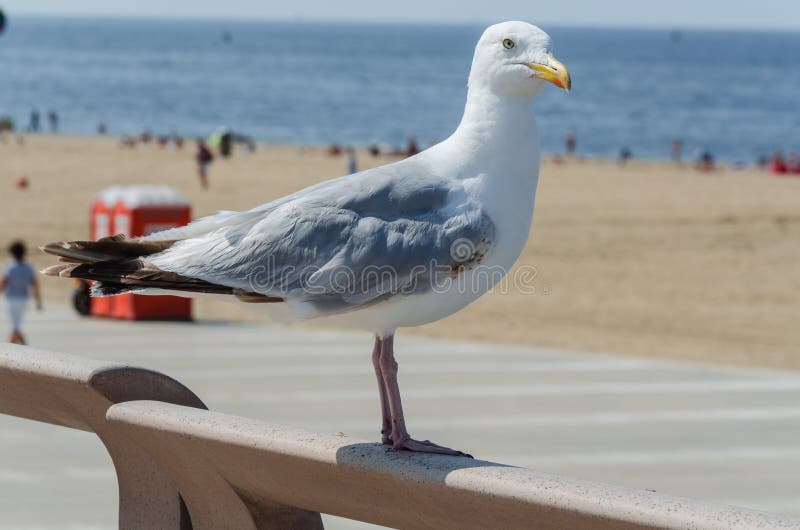 Large Seagull stock image. Image of young, lake, confusion - 47900911