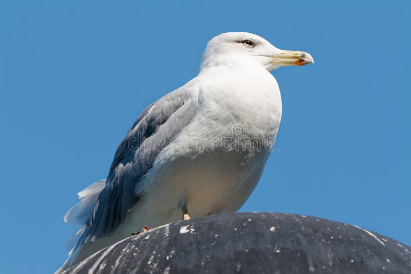 Large seagull in venice stock image. Image of saturated - 183774405