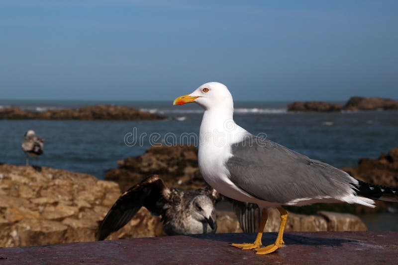 Large Seagulls on the Parapet Stock Image - Image of landscape, gull ...