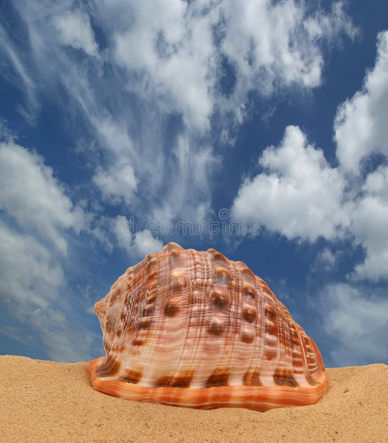 Large seashell on the sand stock image. Image of decoration - 20803583