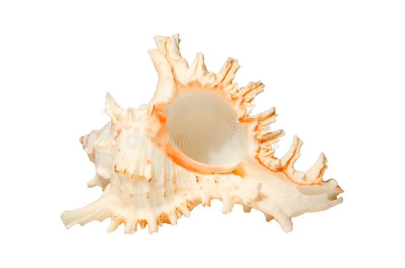 Large seashell. stock image. Image of white, shellfish - 37538619