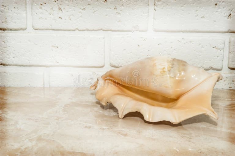 204 Seashell Brick Wall Background Stock Photos - Free & Royalty-Free ...