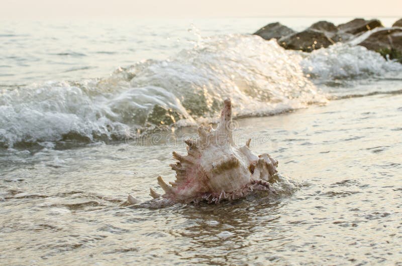 Large Seashell on the Background of the Sea Shore Stock Photo - Image ...