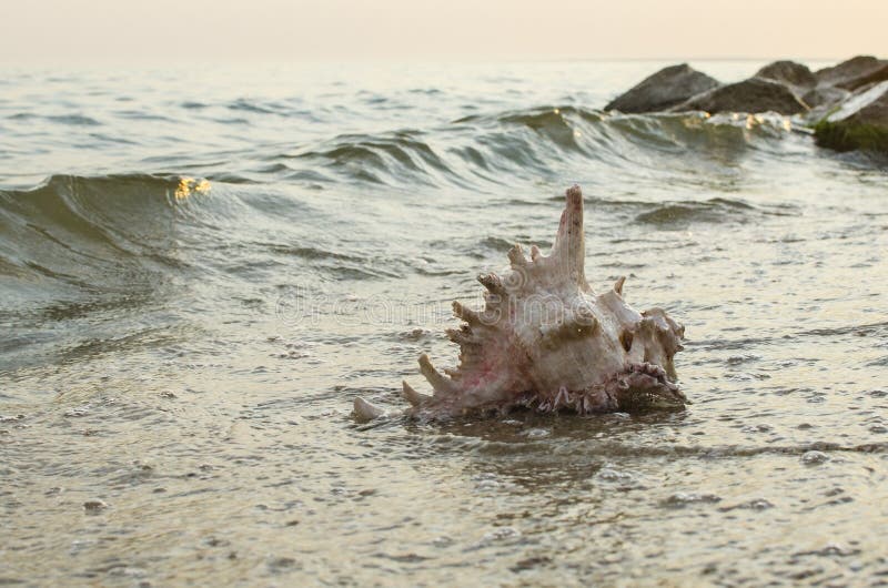Large Seashell on the Background of the Sea Shore Stock Photo - Image ...