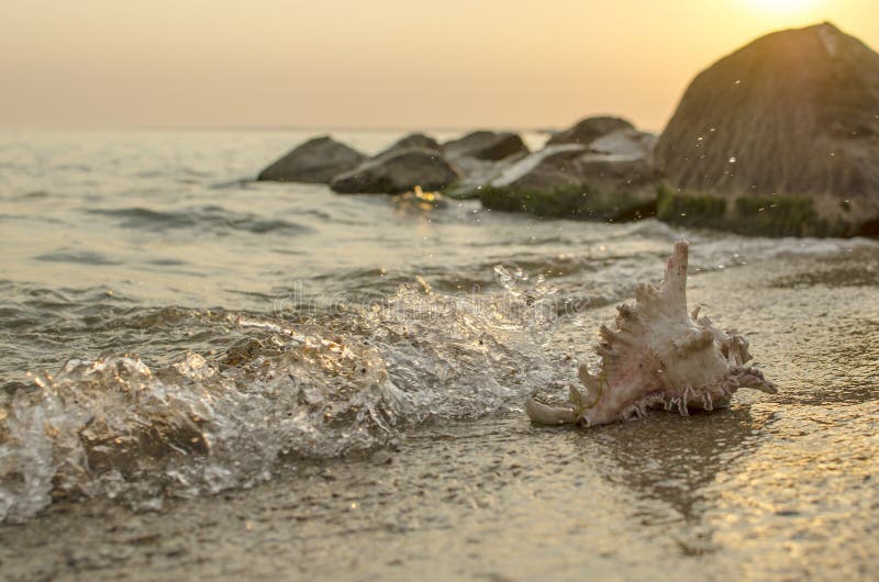 Large Seashell on the Background of the Sea Shore Stock Photo - Image ...