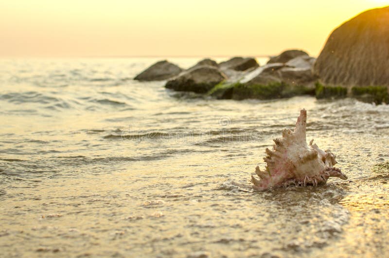 Large Seashell on the Background of the Sea Shore Stock Image - Image ...