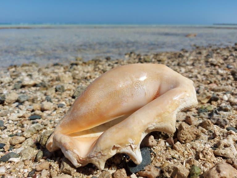 Large seashell on a beach stock image. Image of egypt - 249518709