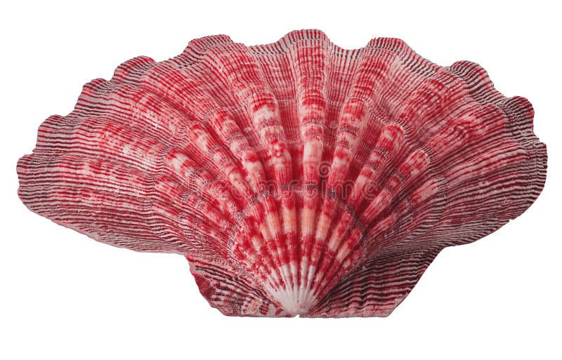 Large seashell stock image. Image of mollusk, life, fauna - 171792927