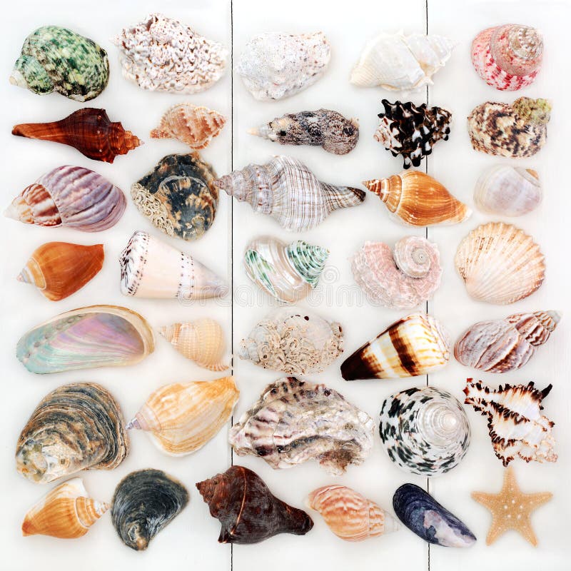 Large Seashell Collection stock photo. Image of mother - 87886012