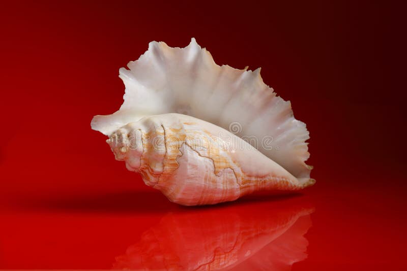 Sea Shell on Red Background Stock Photo - Image of harmony, ocean ...