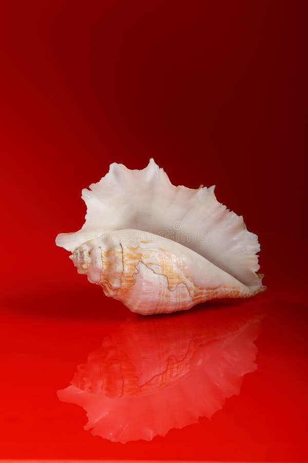 Sea Shell on Red Background Stock Photo - Image of harmony, waves ...