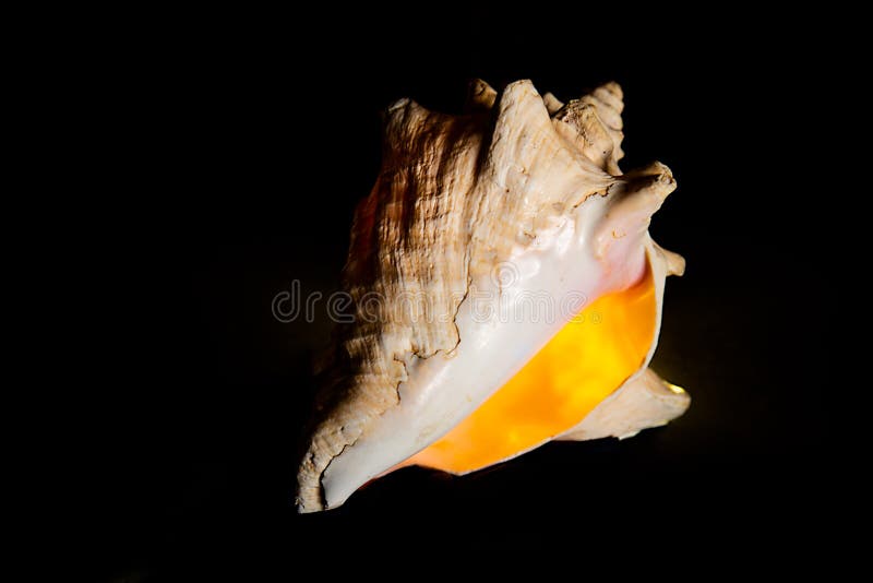 208 Glowing Seashell Stock Photos - Free & Royalty-Free Stock Photos ...