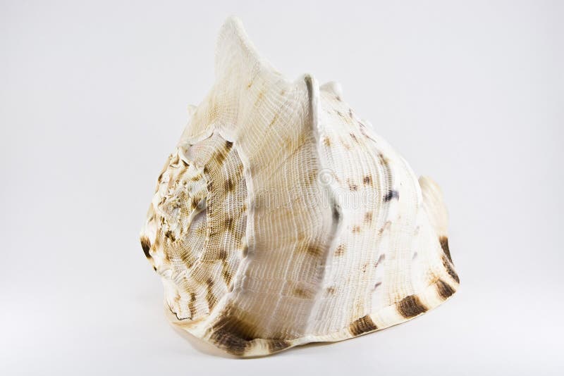 Large seashell stock photo. Image of beach, conch, decoration - 54040630