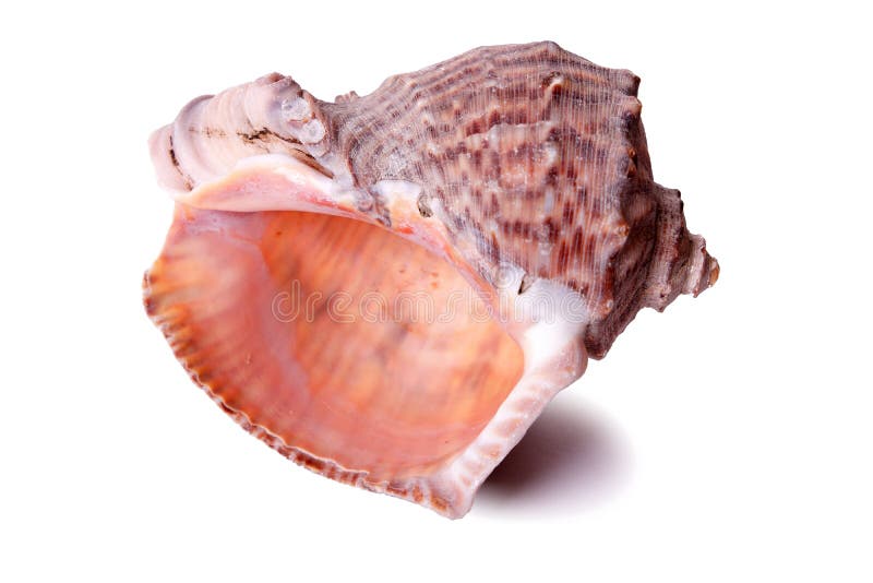 Large Seashell Conch Isolated Close Up White Background Stock Image ...