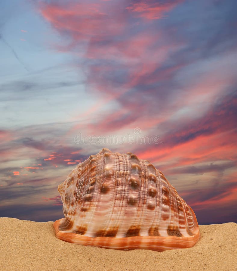 Large Seashells on the Sand Stock Image - Image of vacations, shells ...