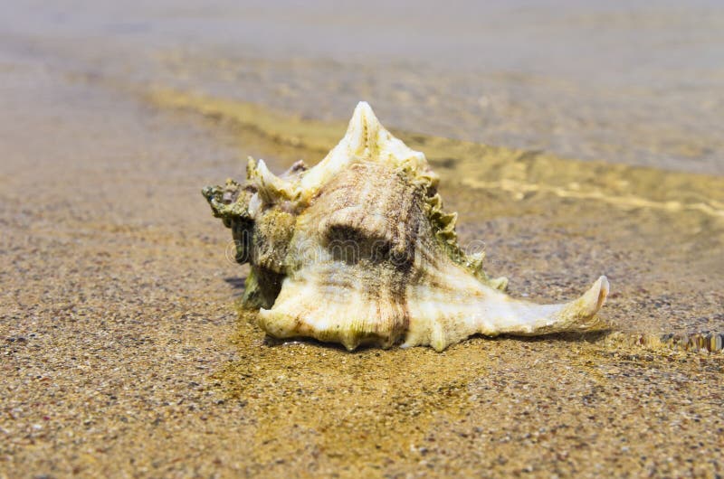 Large Seashell on the Seashore Stock Photo - Image of coast, holiday ...